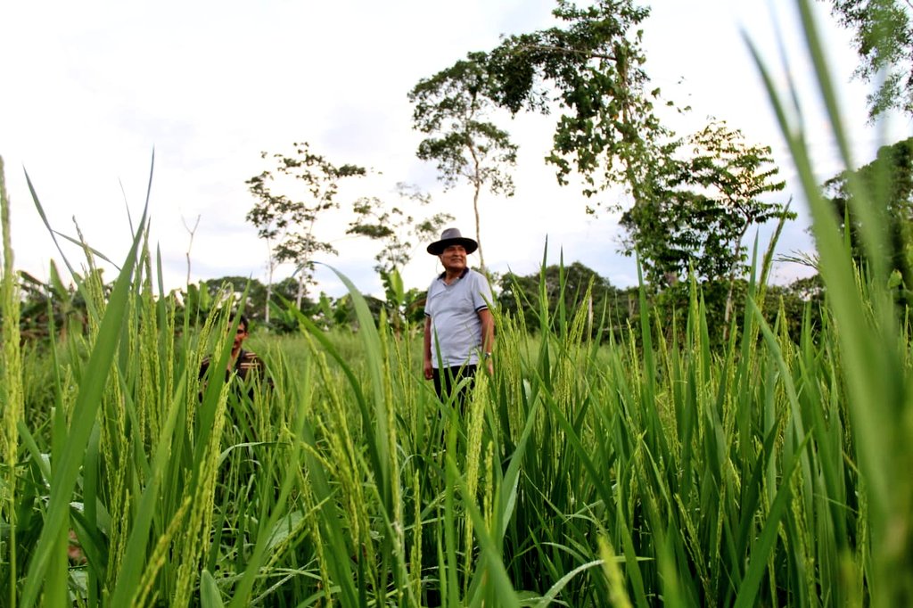 Con gran satisfacción y emoción pudimos visitar los sembradíos de arroz ...