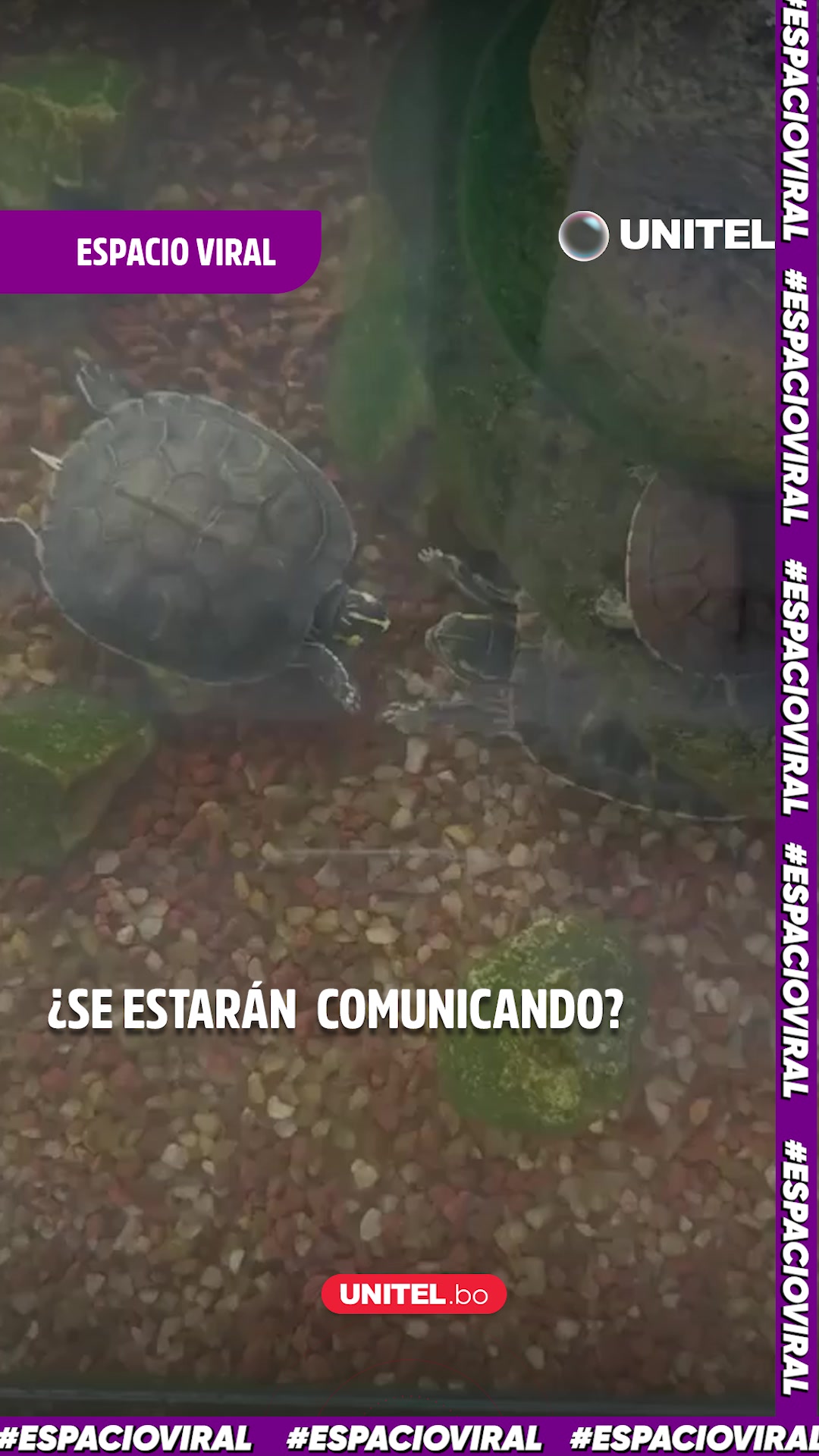 ¿Se estarán comunicando? el inusual aleteo de estas tortugas marinas ...