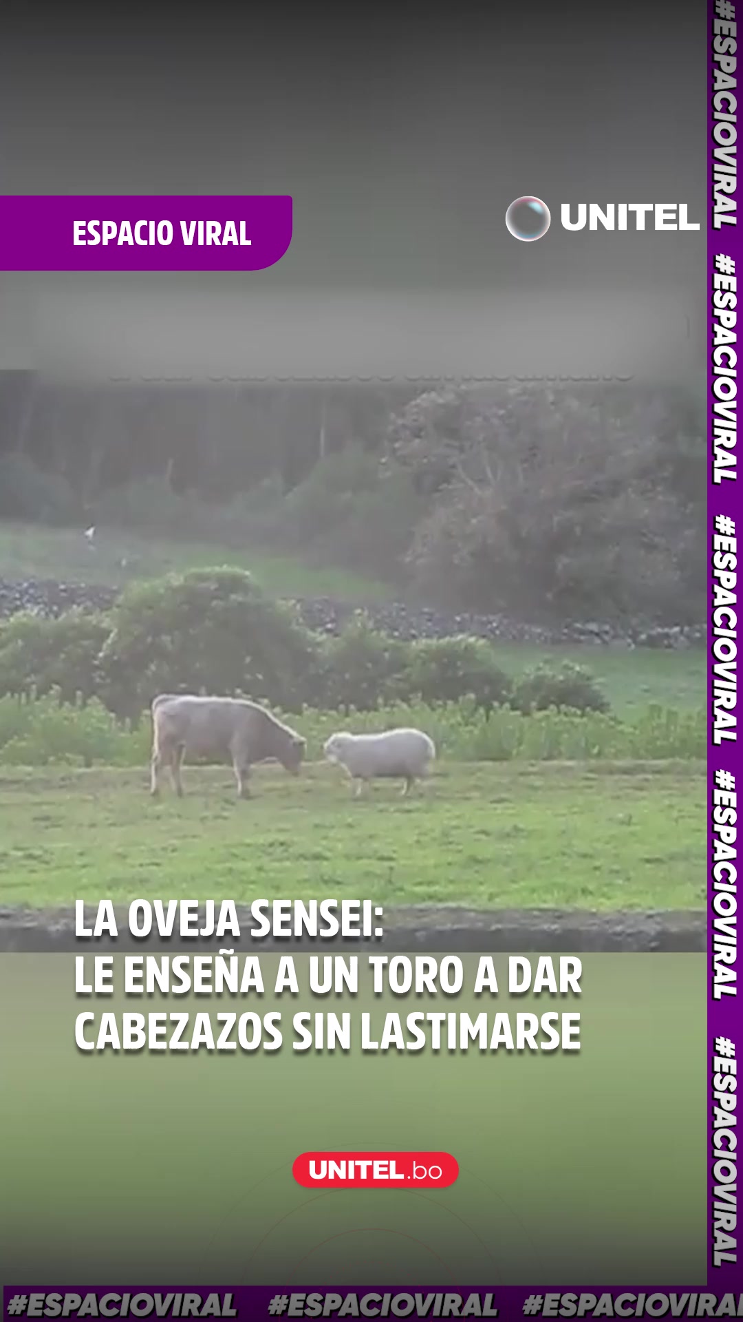Este tierno toro está recibiendo clases de cabezazos sin dolor, ¡y su ...