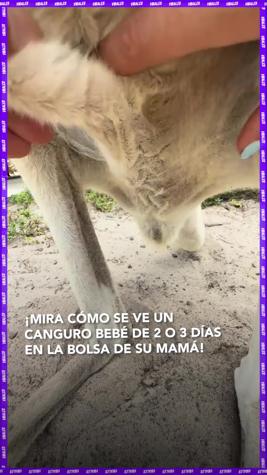 Este cangurito tiene solo 2 o 3 días de vida y ya se encuentra en la ...